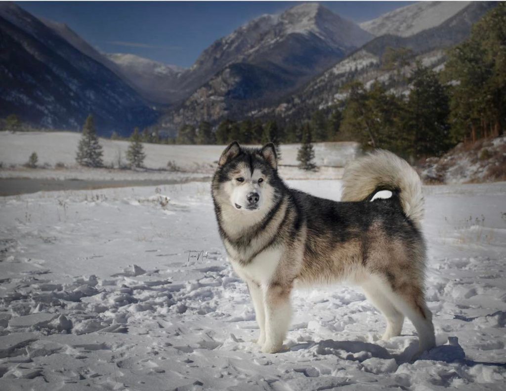 Accueil - alaskan malamute de laouen ki - eleveur de chiens alaskan ...